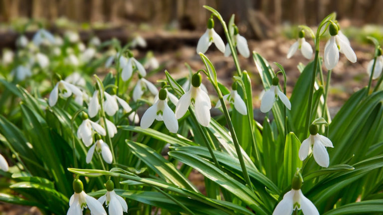 April No Fooling & The Return of Galanthus Flowers – Quiet Valley ...