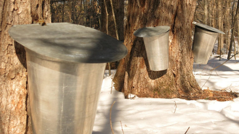 Gathering Maple Sugar, Tree Tapping, Syrup Processing – Quiet Valley ...